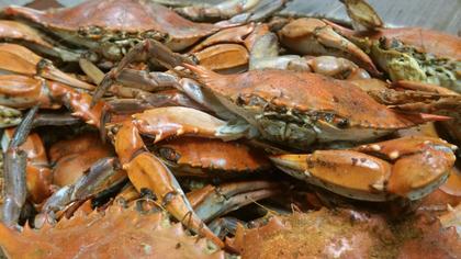 Crabs (By the Dozen) - The Classy Crab®